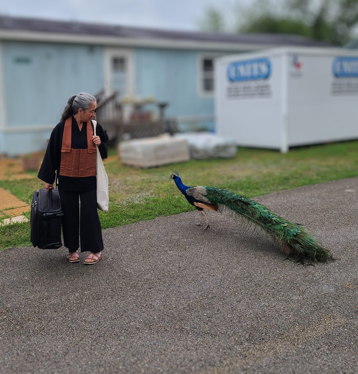 All Beings Zen Sangha – The All Beings Zen Sangha welcomes and affirms ...