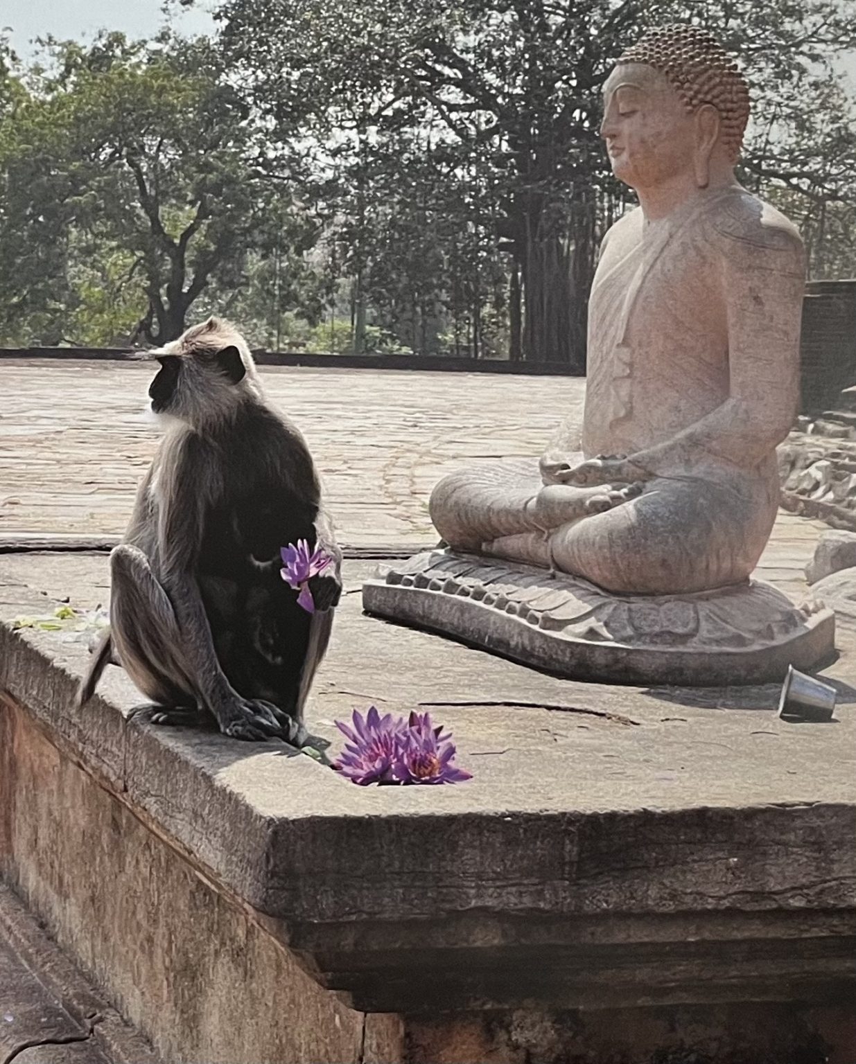 Dharma Tea at Two pm Eastern – One meeting, One opportunity. – All ...