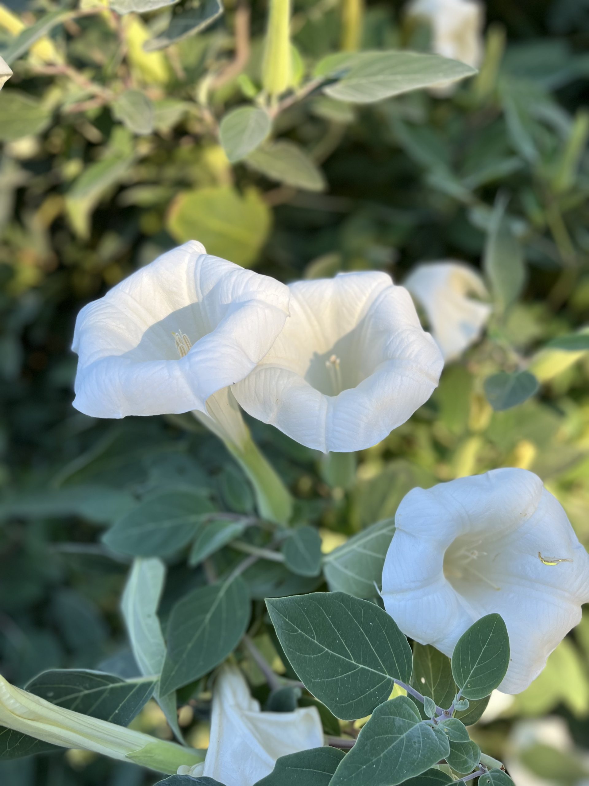 All Beings Zen Sangha – The All Beings Zen Sangha welcomes and affirms ...